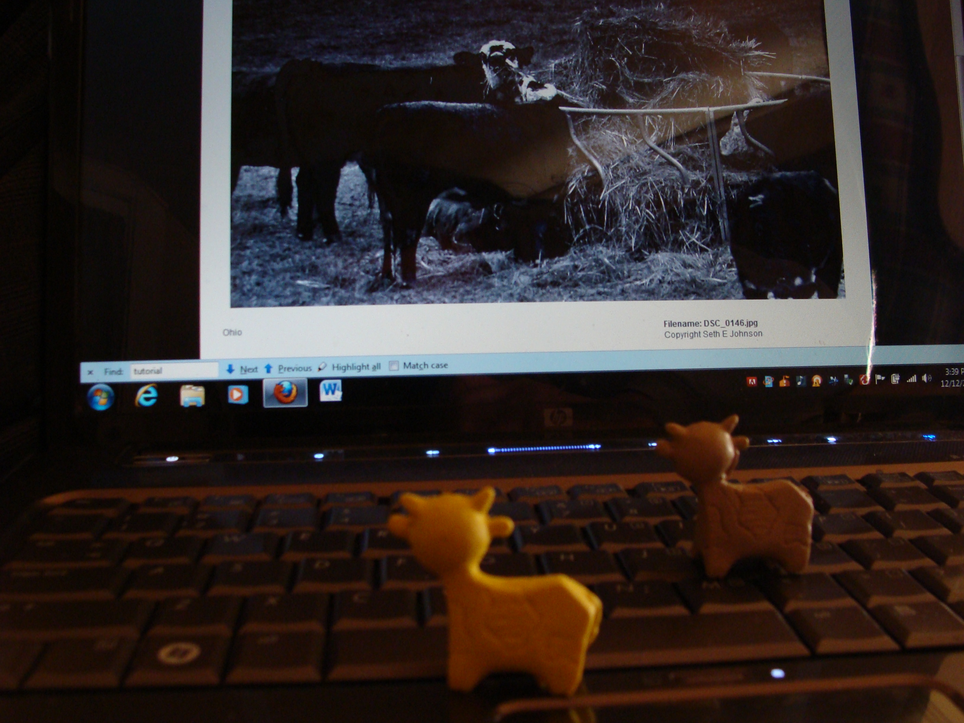 Cows watching cows on laptop – MarLa Sink Druzgal
