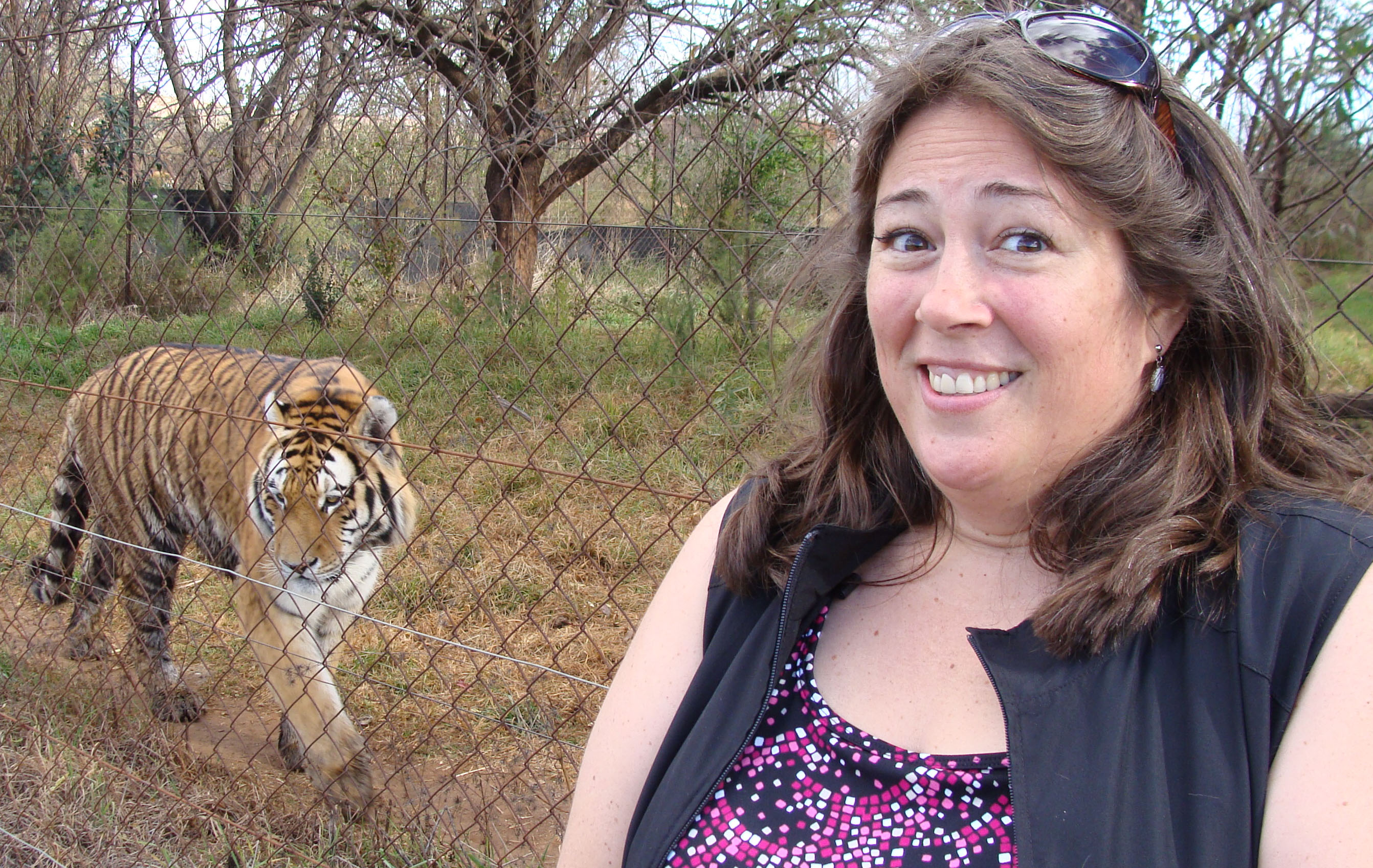 Tiger scent marking Lion Rhino Park Krugersdorp South Africa – MarLa ...