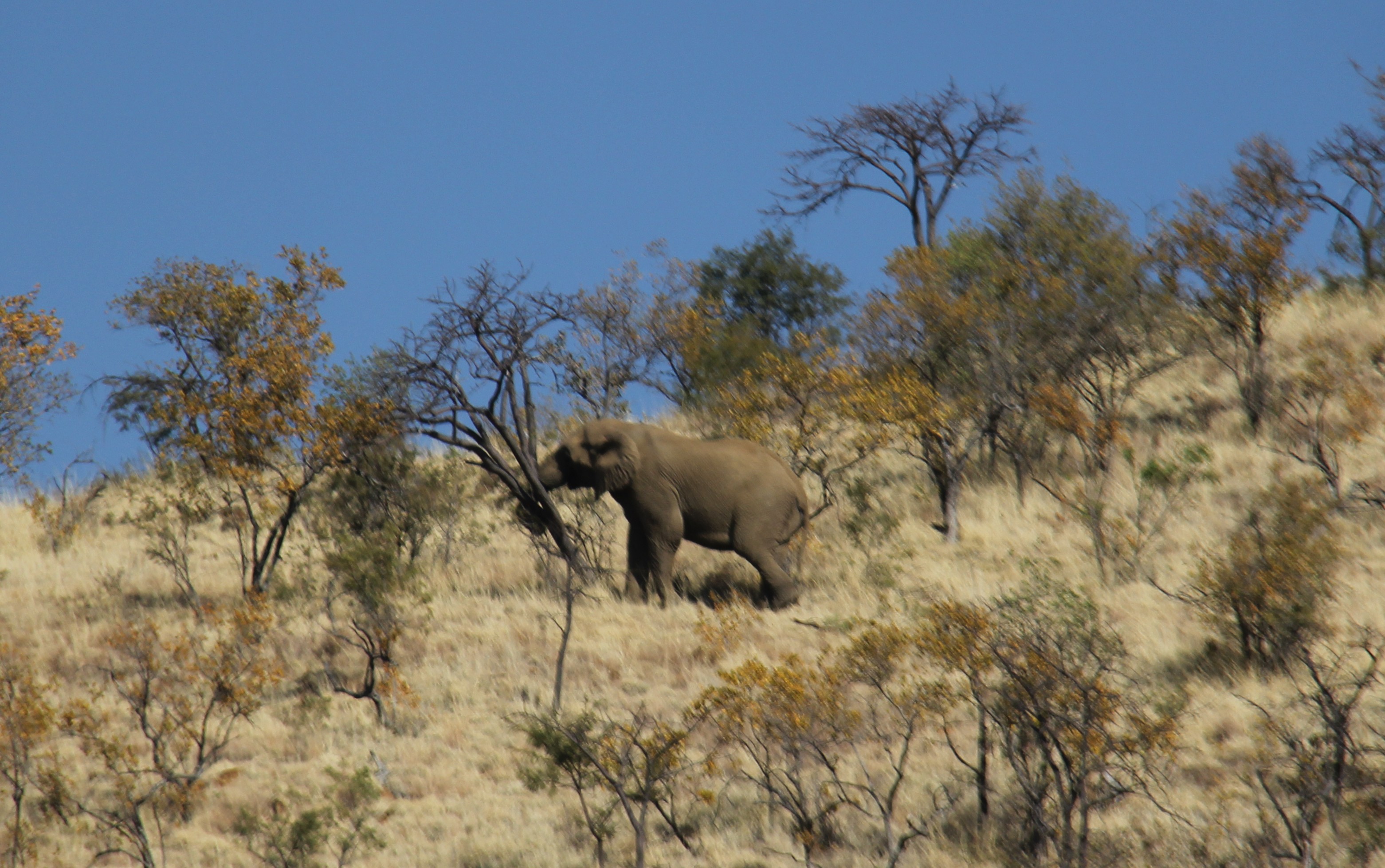 bull elephant knocking over tree Pilanesberg knocking over tree Ivory ...