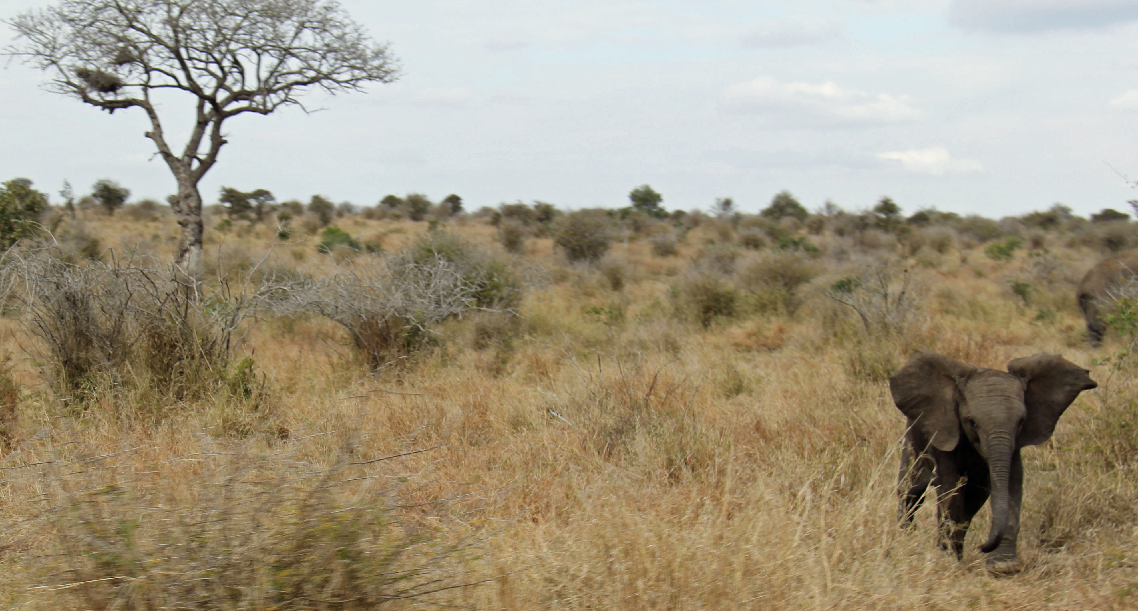 elephant scared charging baby elephant crossing panoramic Kruger ...