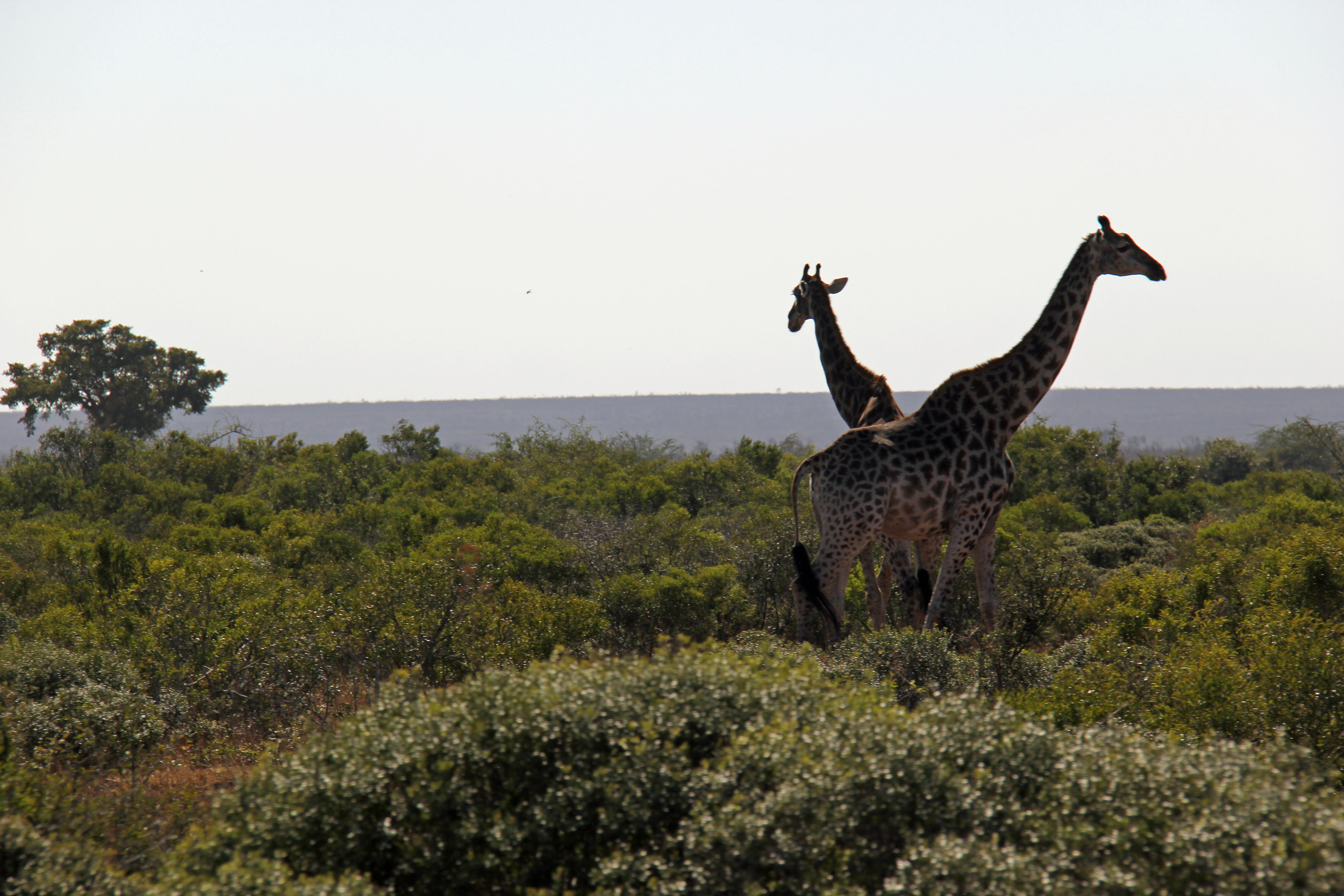 giraffes height what sound does a giraffe make infrasonic vocalization ...
