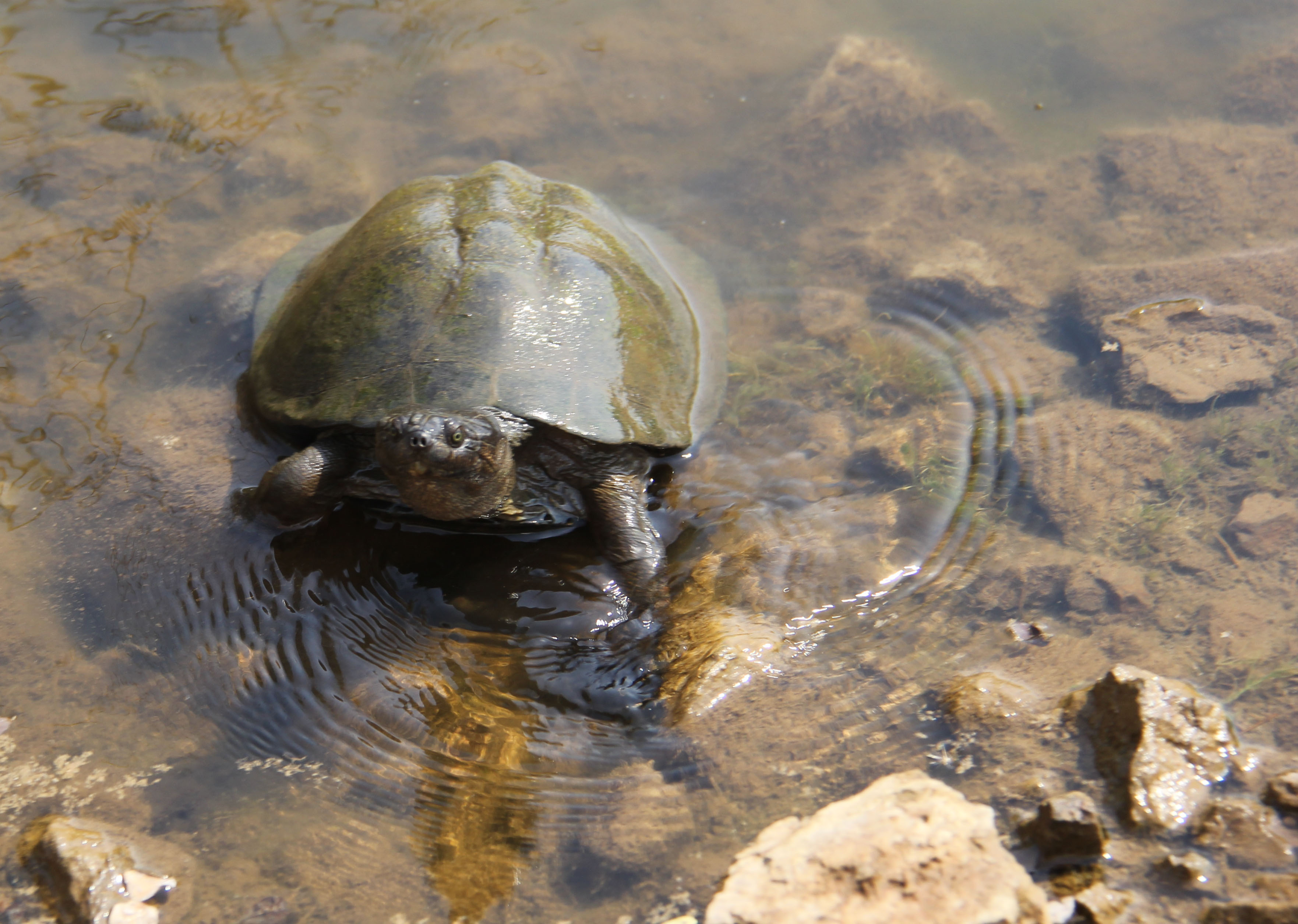 what are terrapins Monty Python rabbit runaway turtle phobia rabbit ...